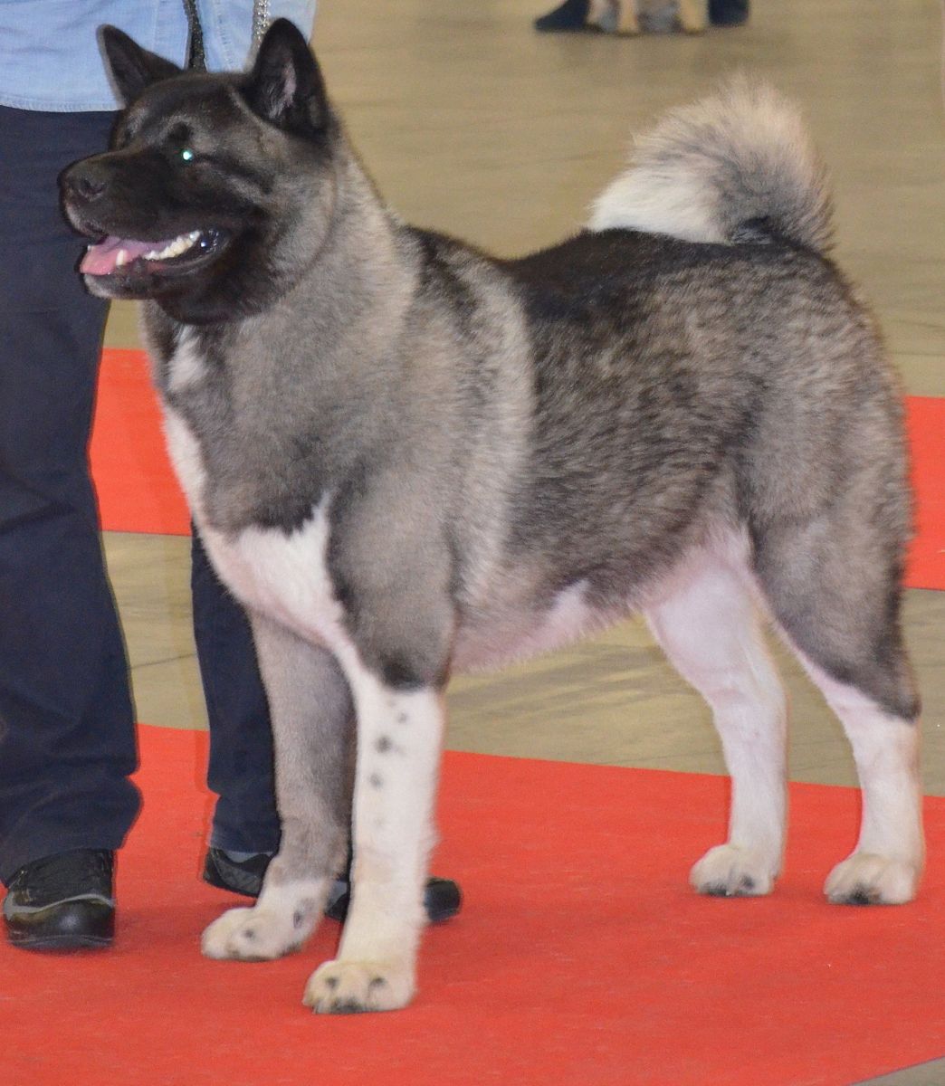 Odchov A :: Americka-akita